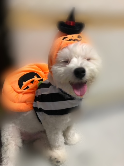 ハロウィン🎃 | 東京アンデスグループ